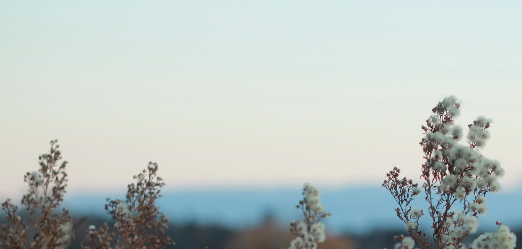 Jolie Flower Shop | Local Florist & Flower Delivery on Cape Cod