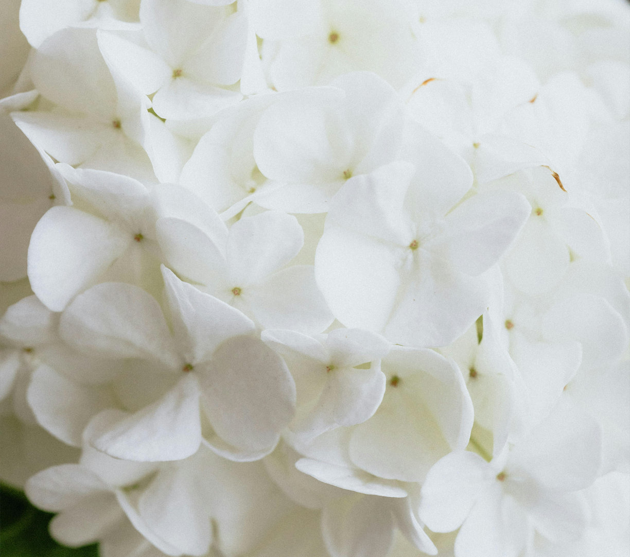 Jolie Flower Shop | Local Florist & Flower Delivery on Cape Cod